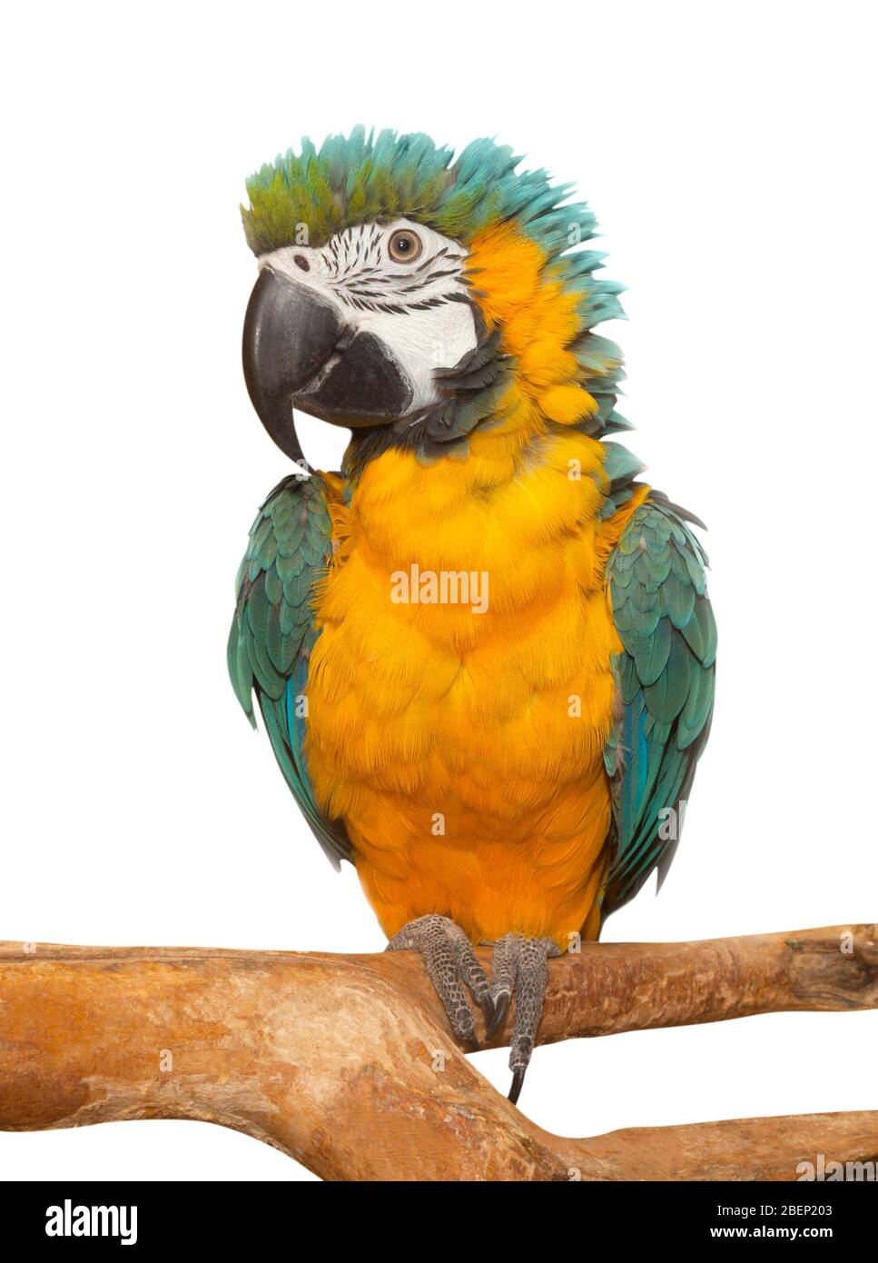 Colorful bright parrot bird isolated on white background Stock Photo ...