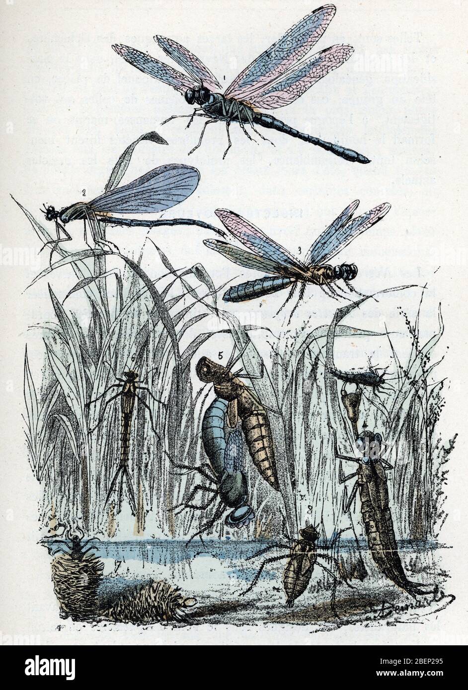 Planche zoologique : insectes nevropteres, libellules ou odonates ...