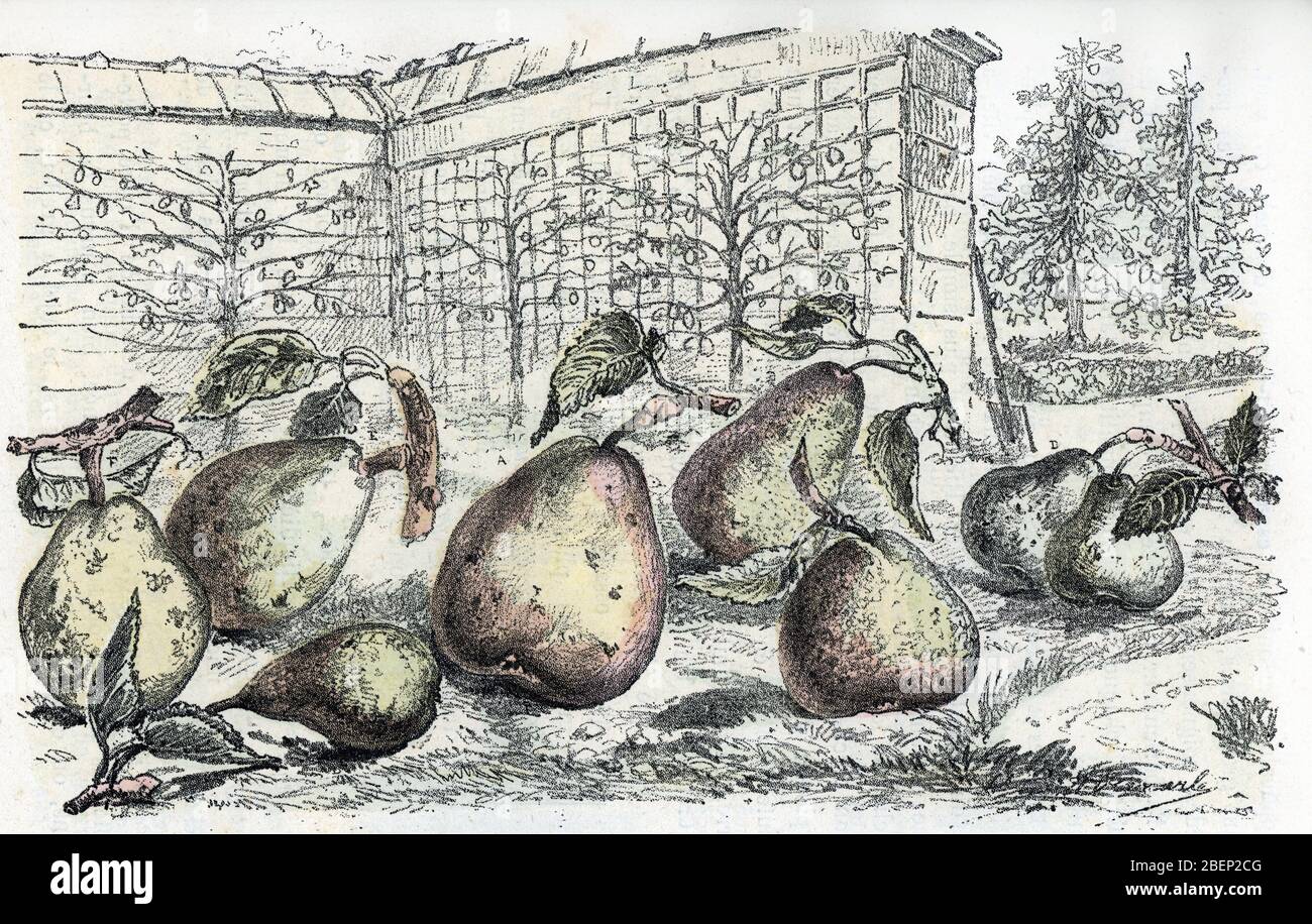 Differents types de poires : A duchesse d'angouleme B Louise Bonne d ...