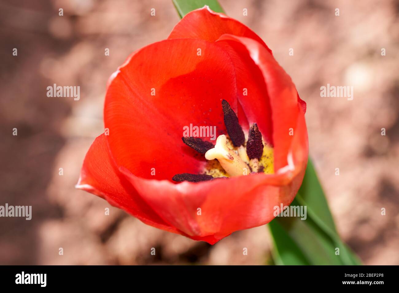 The first blooming red tulip bud in a spring flower bed Stock Photo - Alamy