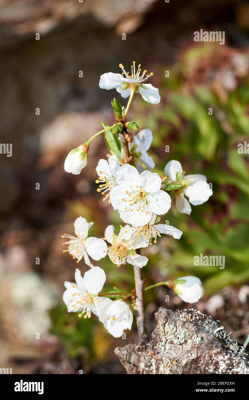 Flowers of the plum tree - Prunus domestica Stock Photo - Alamy