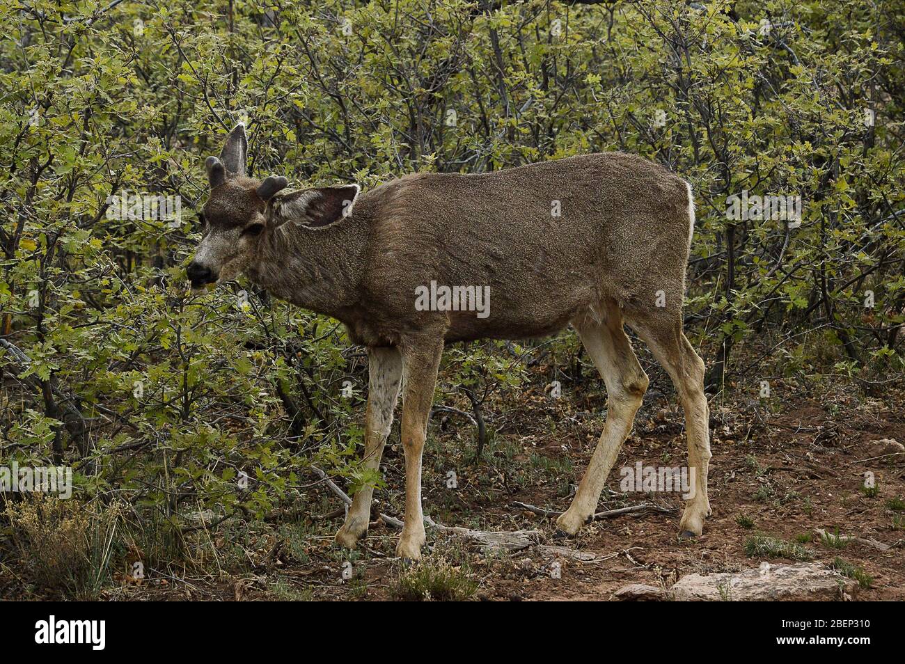 Mule deer at Grand Canyon National Park Stock Photo - Alamy