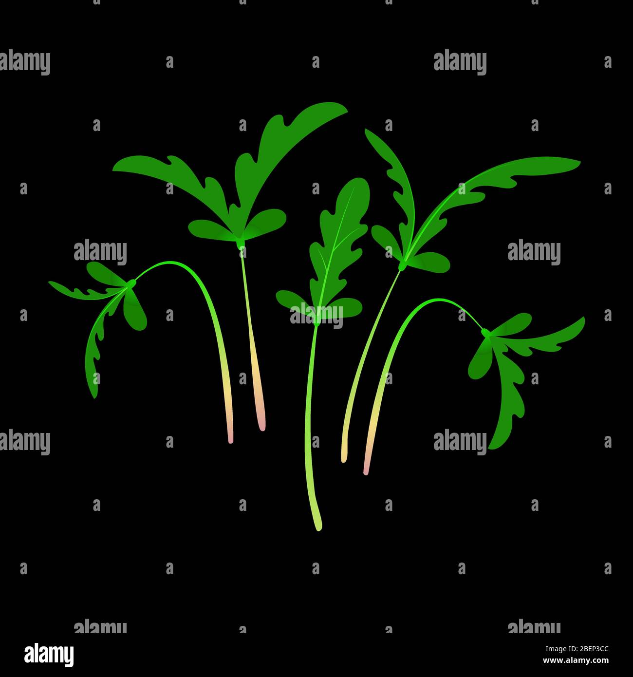 Crown daisy vegetable Stock Vector Images - Alamy