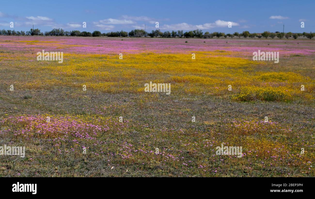 Karoo flowers south africa hi-res stock photography and images - Alamy