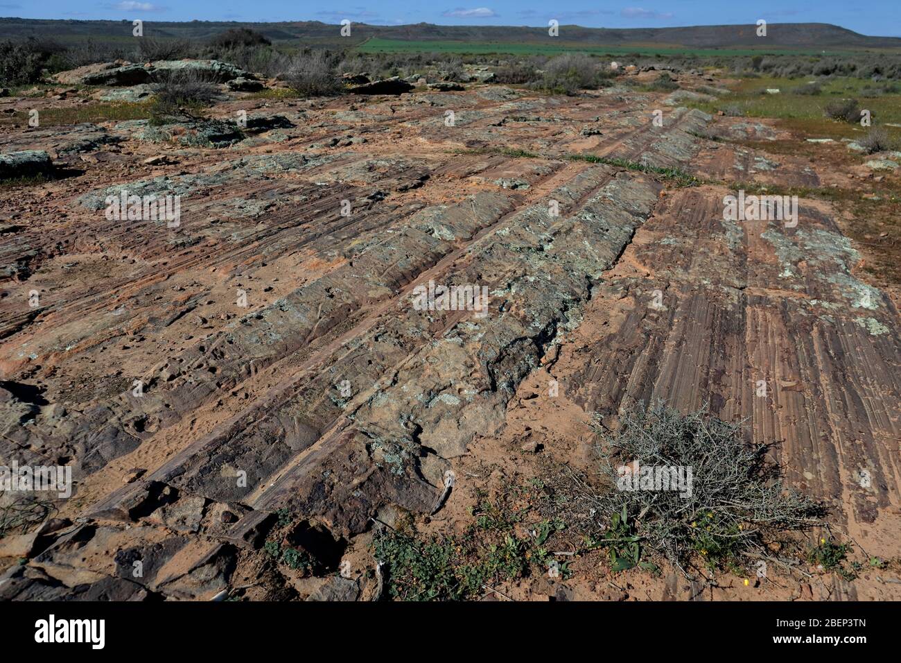 Natural wild flower displays near Nieuwoudtville, Northern Cape, South ...