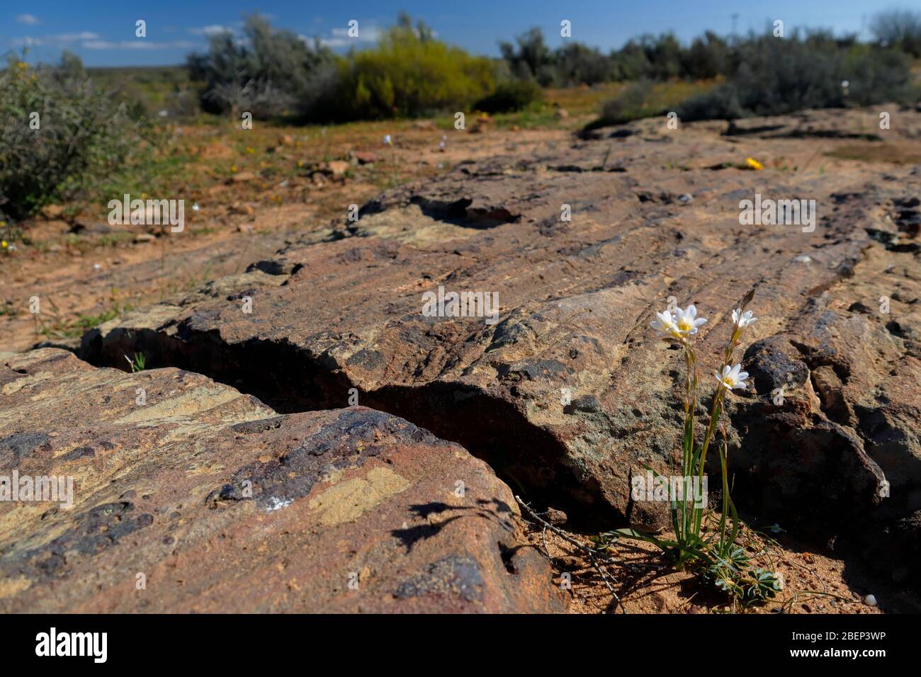 Natural wild flower displays near Nieuwoudtville, Northern Cape, South ...