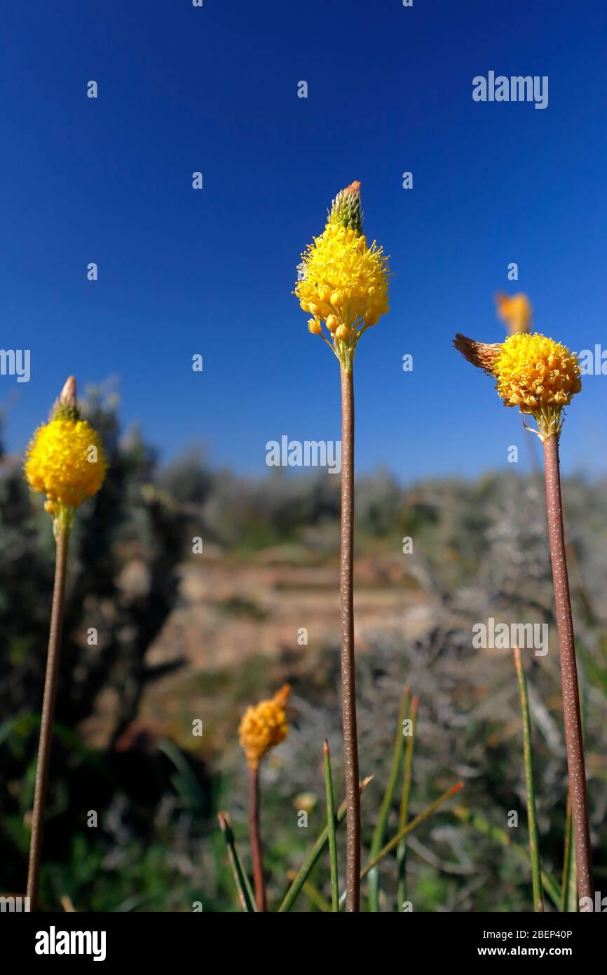 Natural wild flower displays near Nieuwoudtville, Northern Cape, South ...