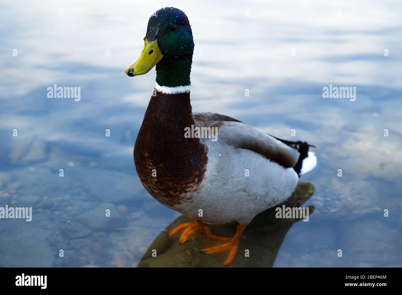 Closeup of male mallard swimming in the water - Anas platyrhynchos ...