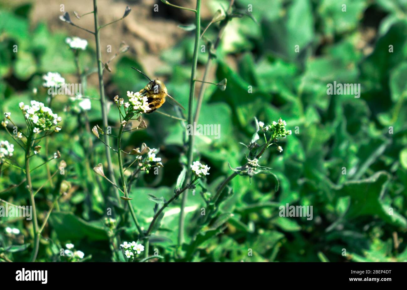 Bee collecting nectar from a flower in sunny spring day.green ...