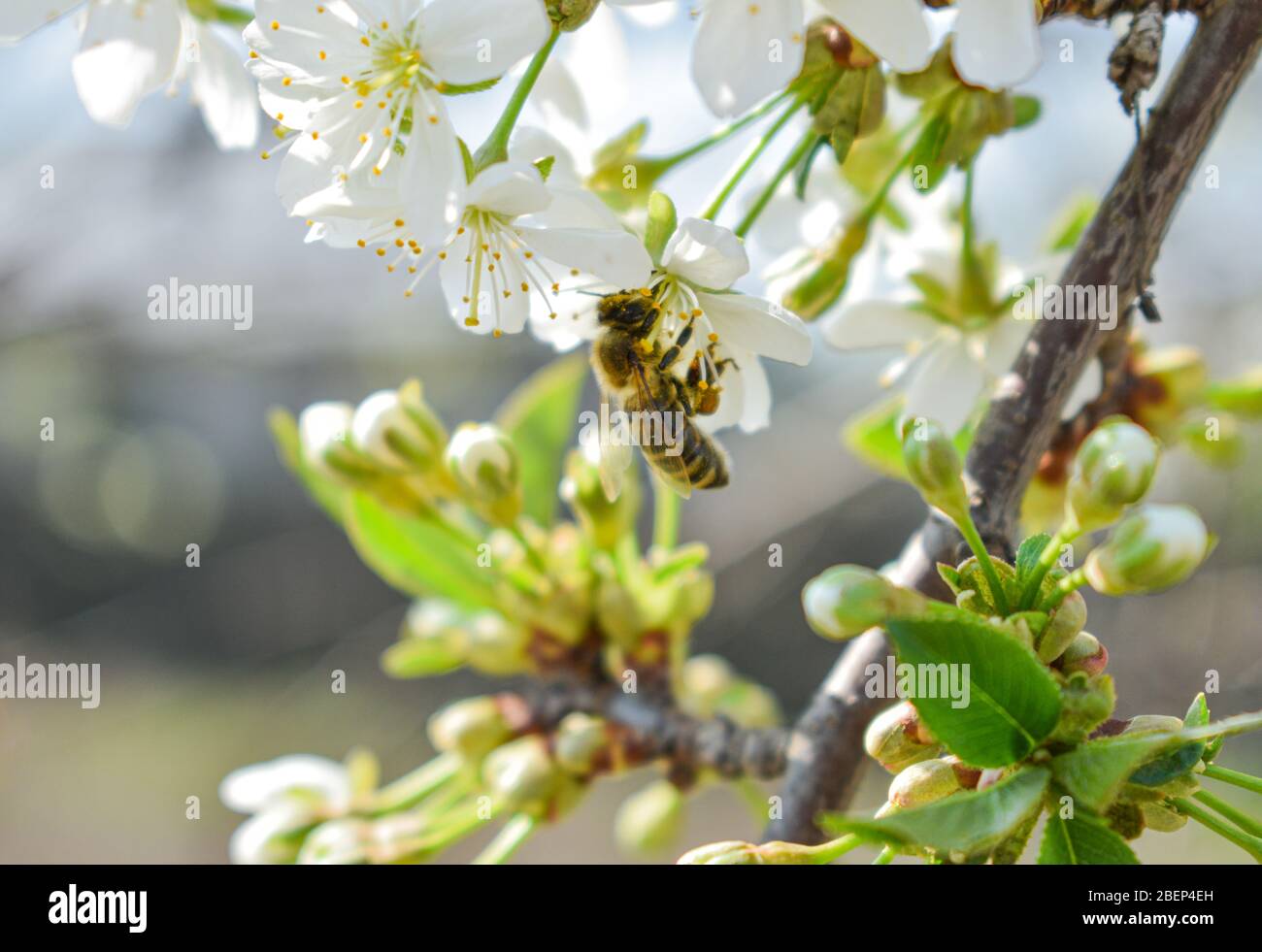 Bee collecting nectar from a flower in sunny spring day Stock Photo - Alamy