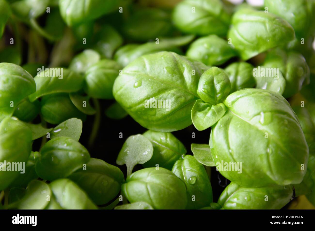 Sprouted basil seeds microgreens. Close up. Growing sprouts. Italian ...