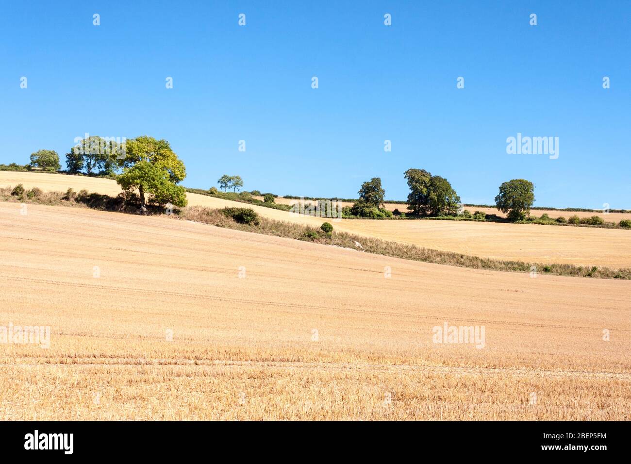 Arable farm land with hedgerows on sloping incline in southern England ...