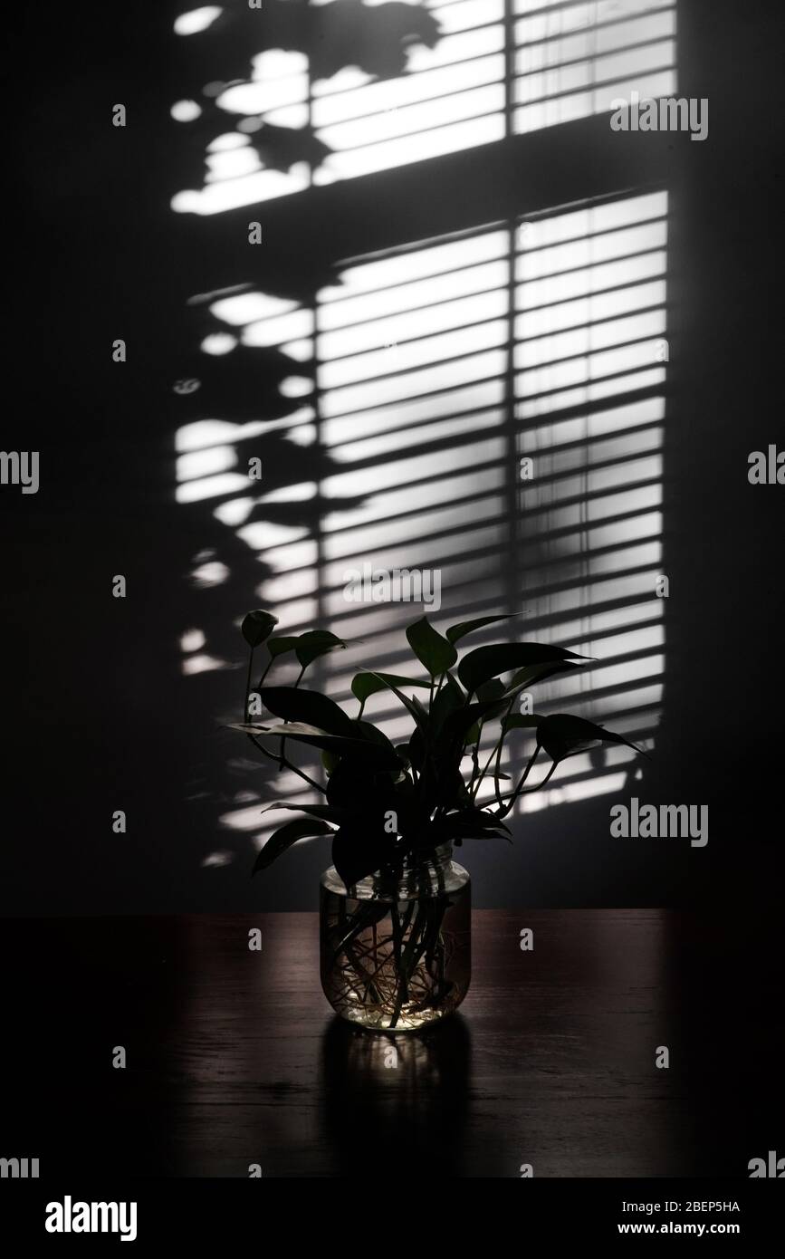 Photographing the window below the green plants Stock Photo - Alamy