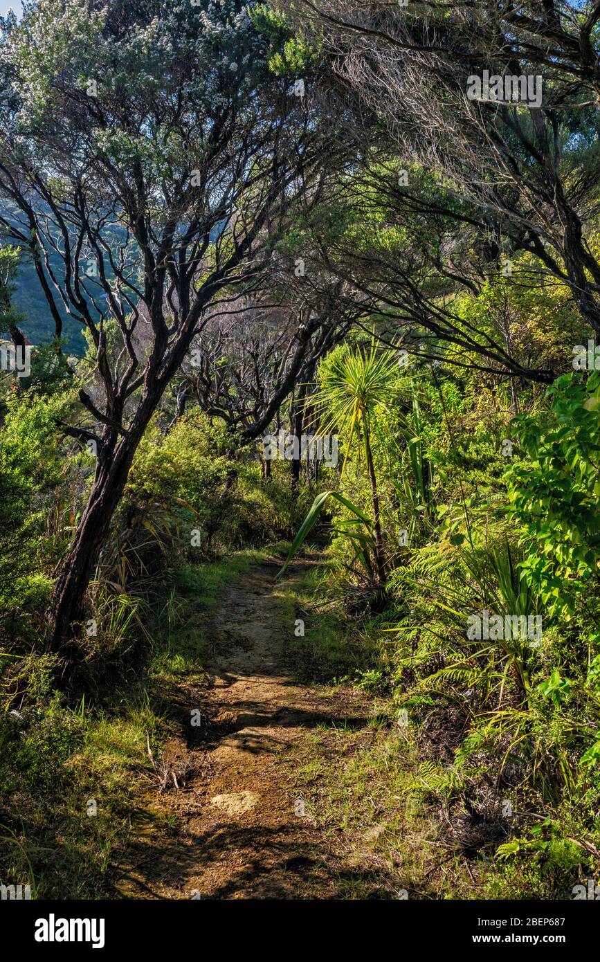 Puriri ridge track hi-res stock photography and images - Alamy