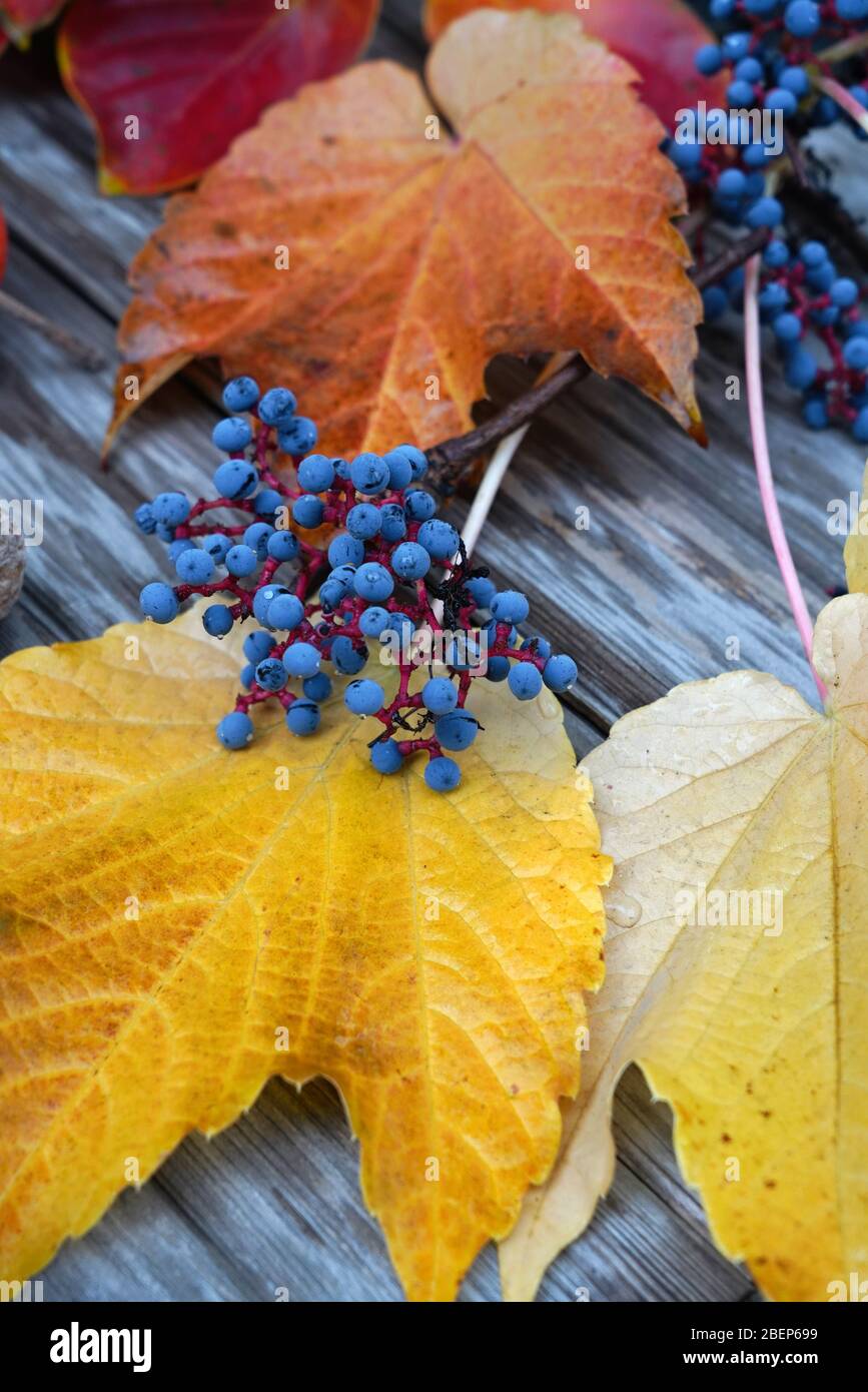 The fruit of Boston ivy Stock Photo - Alamy