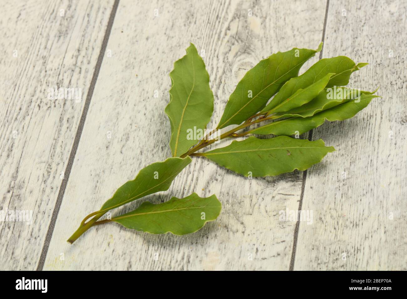 Green laurel leaves on the branch - for cooking Stock Photo - Alamy