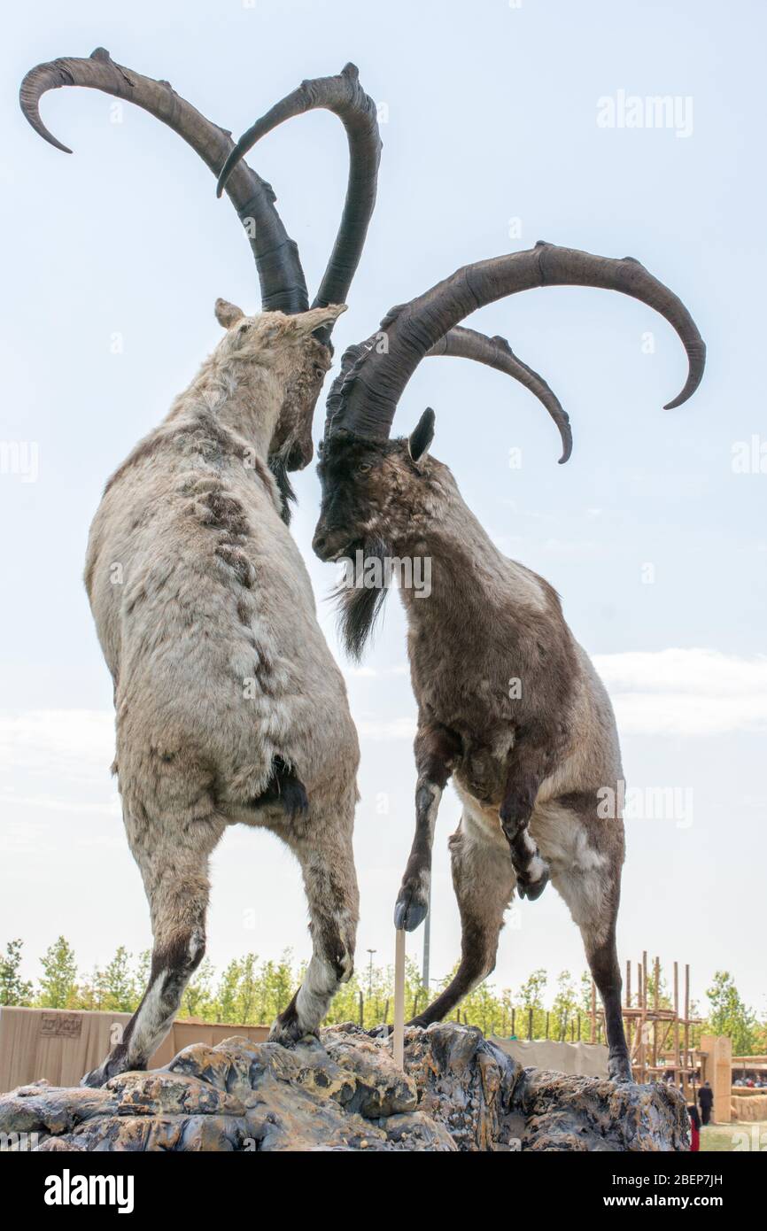 Brown mountain goat hi-res stock photography and images - Alamy