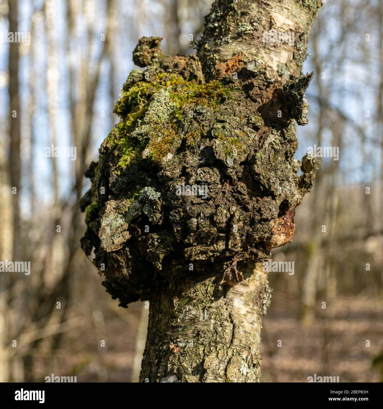 Growth on a birch, a tree, mushroom on a birch - chaga, oxidoreduction ...