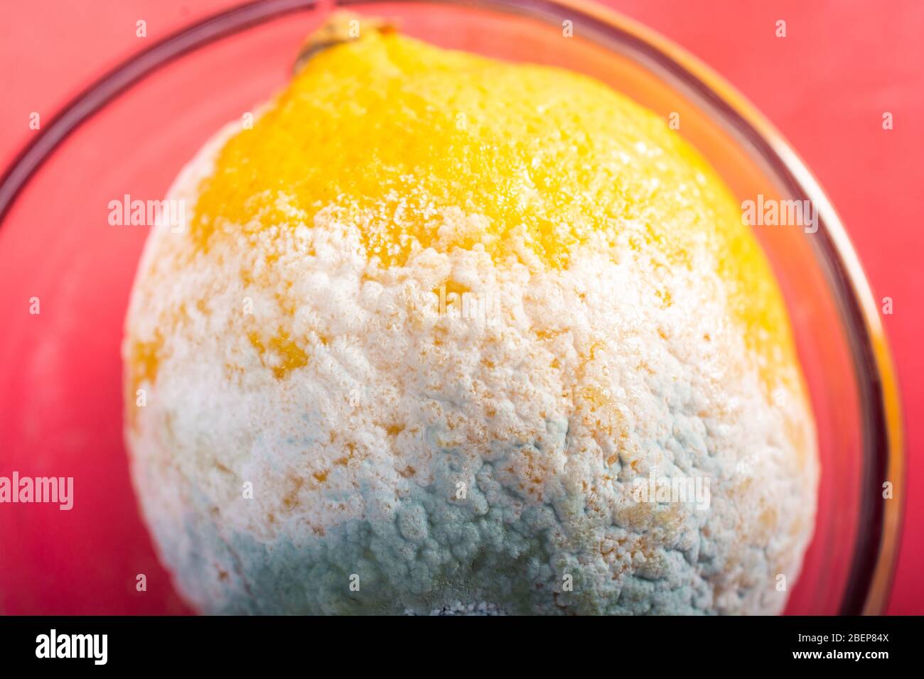 A rotten lemon citrus fruit covered with fungus. Improper storage of ...