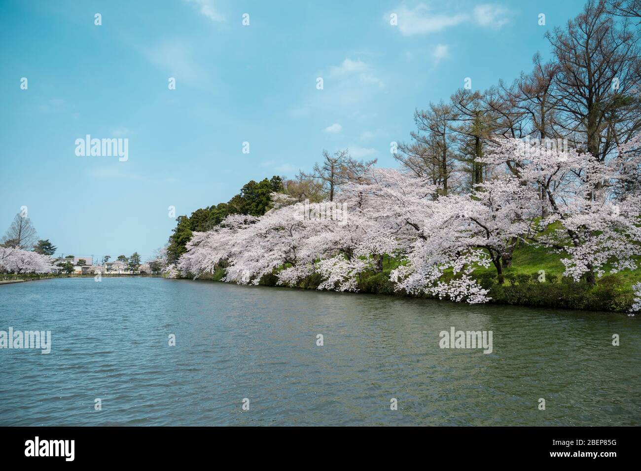 Lake surrounded by white cherry blossoms Stock Photo - Alamy