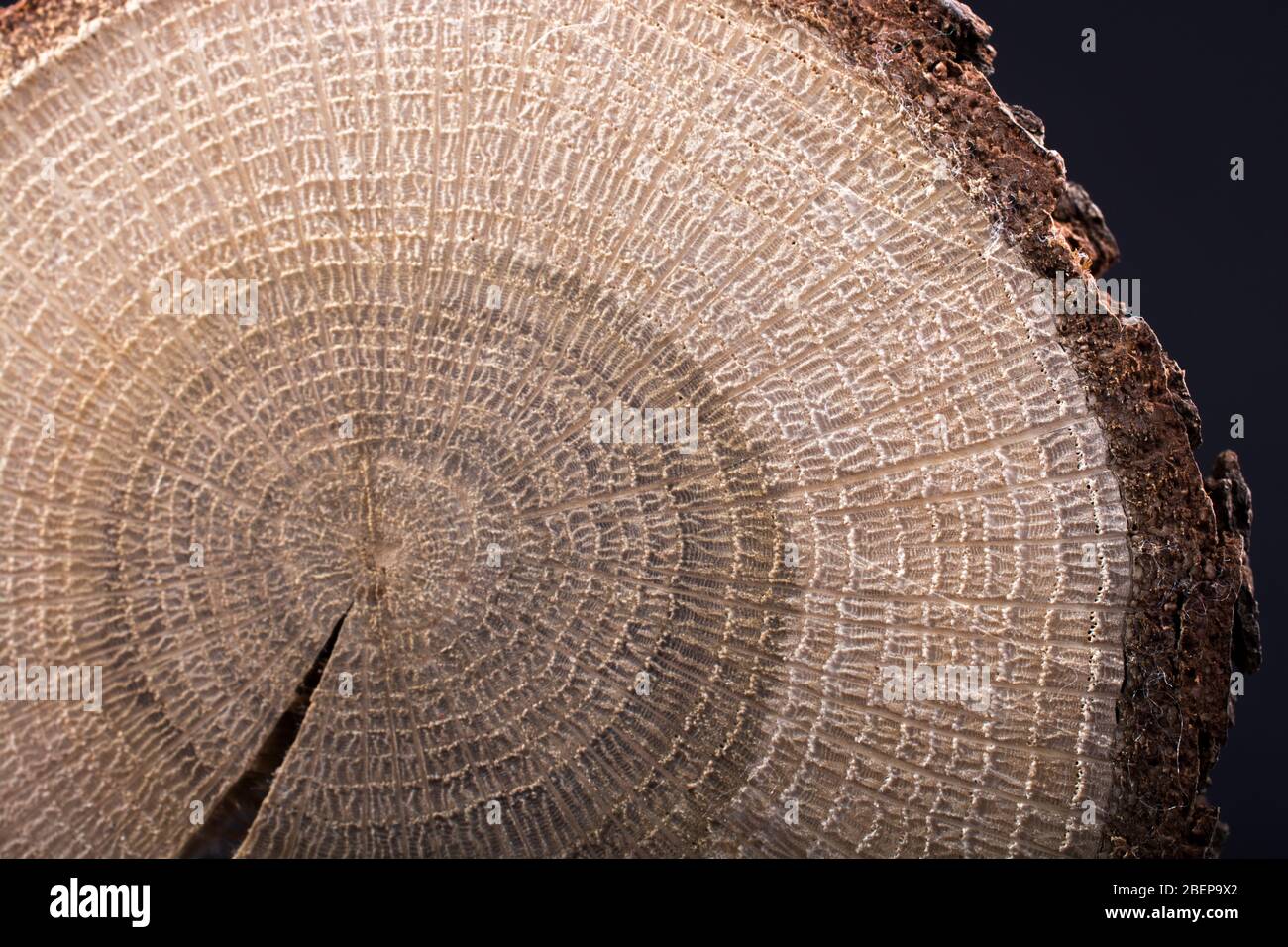 Piece of cut wood log texture as background Stock Photo - Alamy