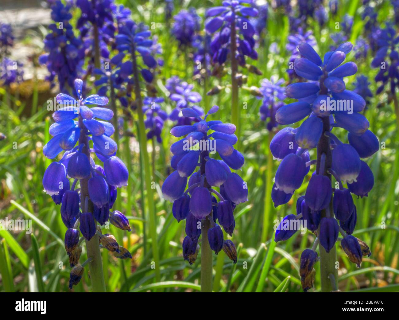 Grape Hyacinth (Muscari botryoides), Bavaria, Germany, Europe Stock ...