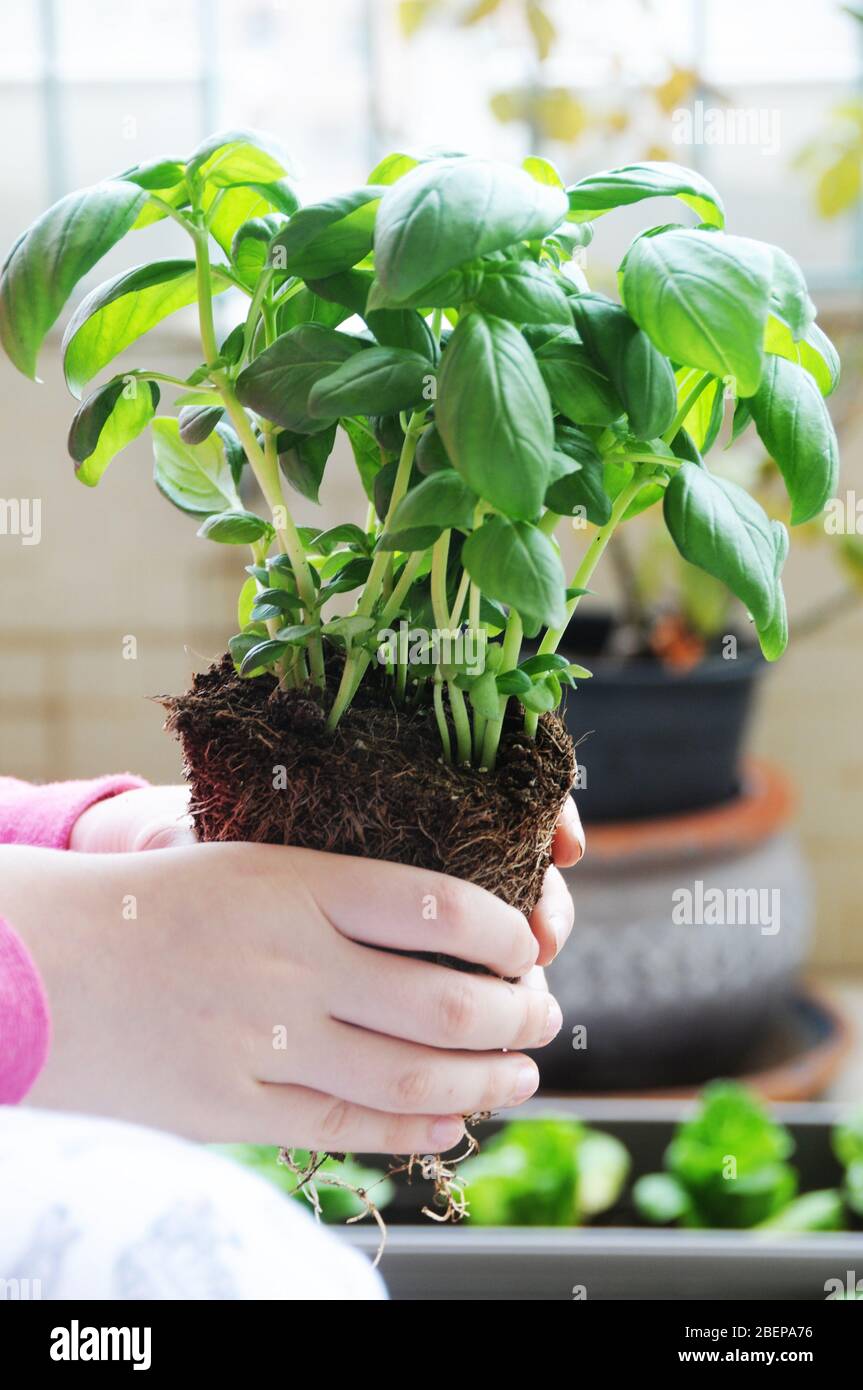 Hands holding basil hi-res stock photography and images - Alamy