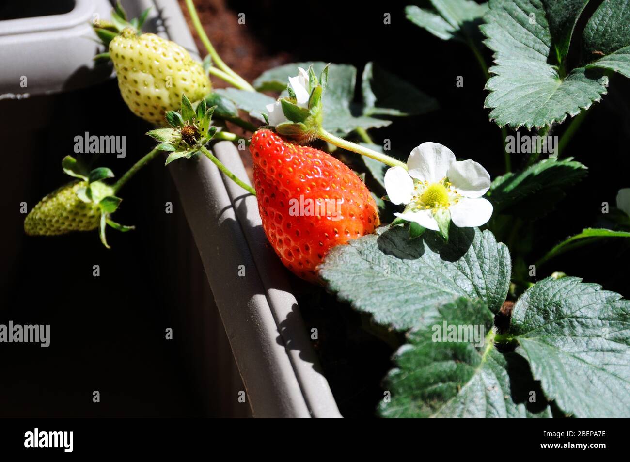 Ripe strawberry fruit grown Stock Photo - Alamy