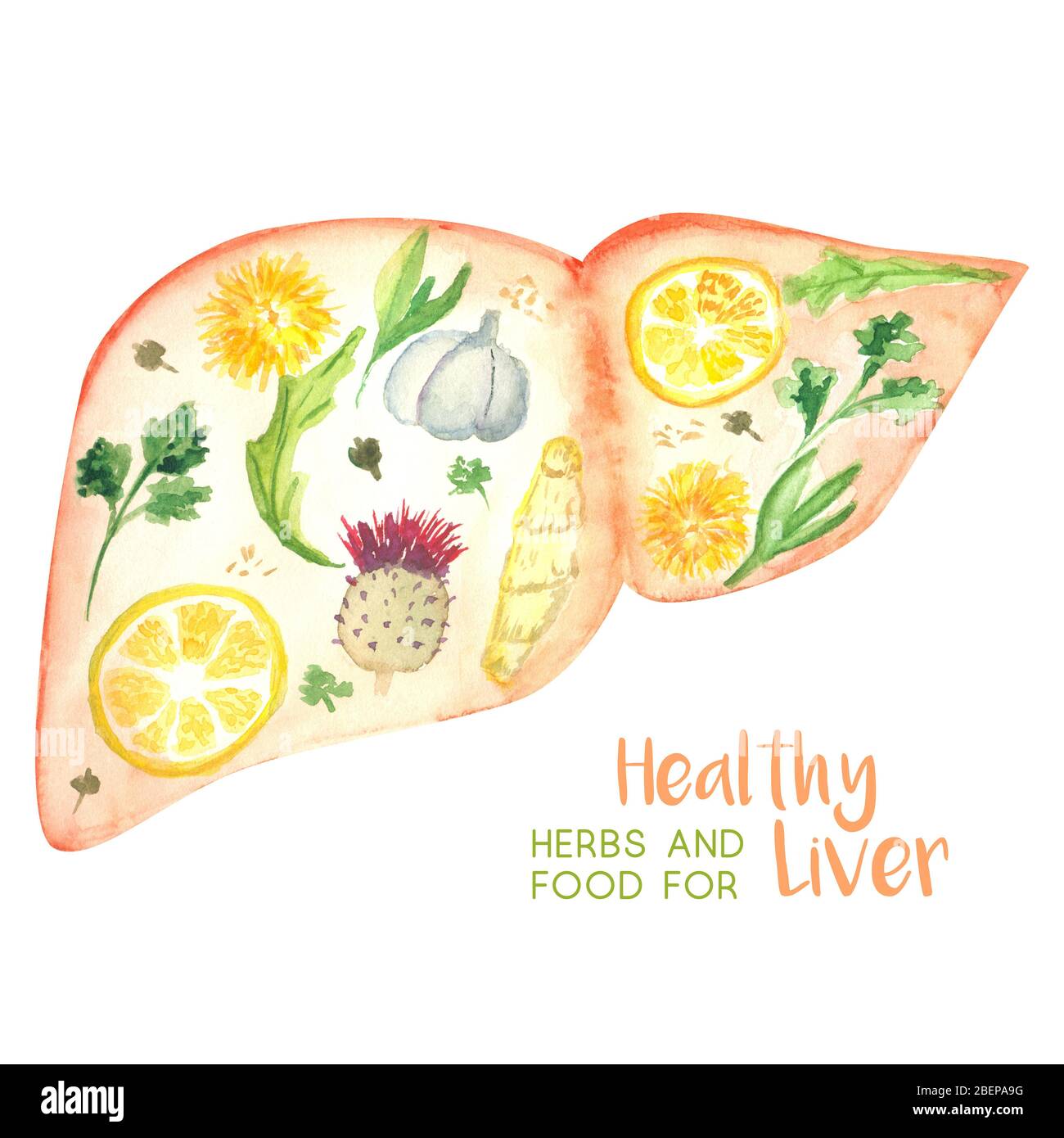 abstract illustration of liver decorated with herbs and food good for ...