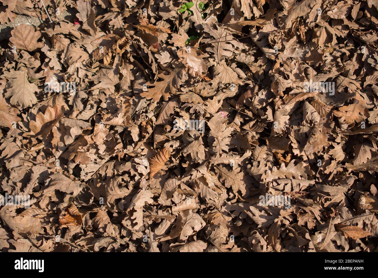 Texture background of autumn season with leaves Stock Photo - Alamy