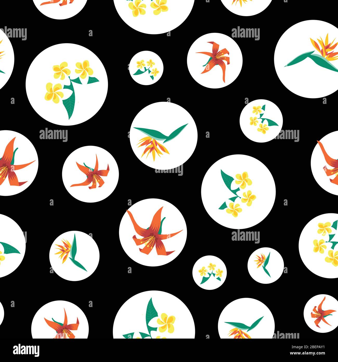 White yellow frangipani on Stock Vector Images - Alamy