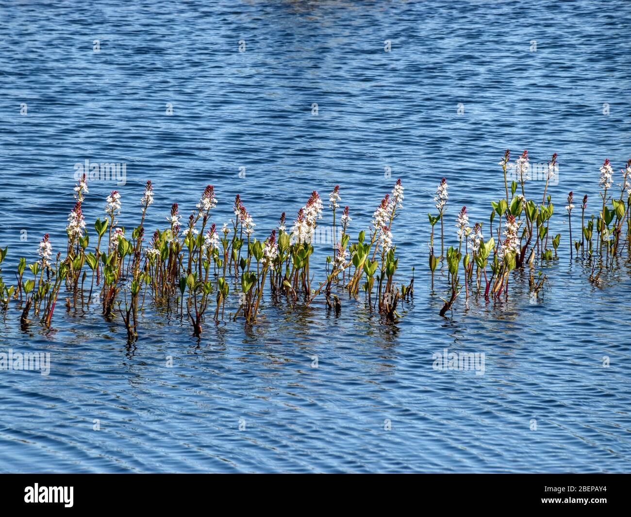 the first flowers of the bog lake, beautiful pink color, the water of ...