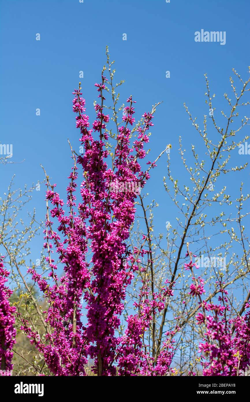 Tree bloom blossom beautiful flowers in spring season Stock Photo - Alamy