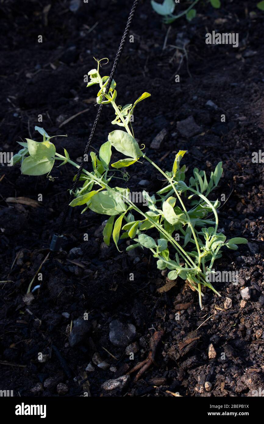 A sweet pea seedling next to a black string to climb. Garden maypole ...