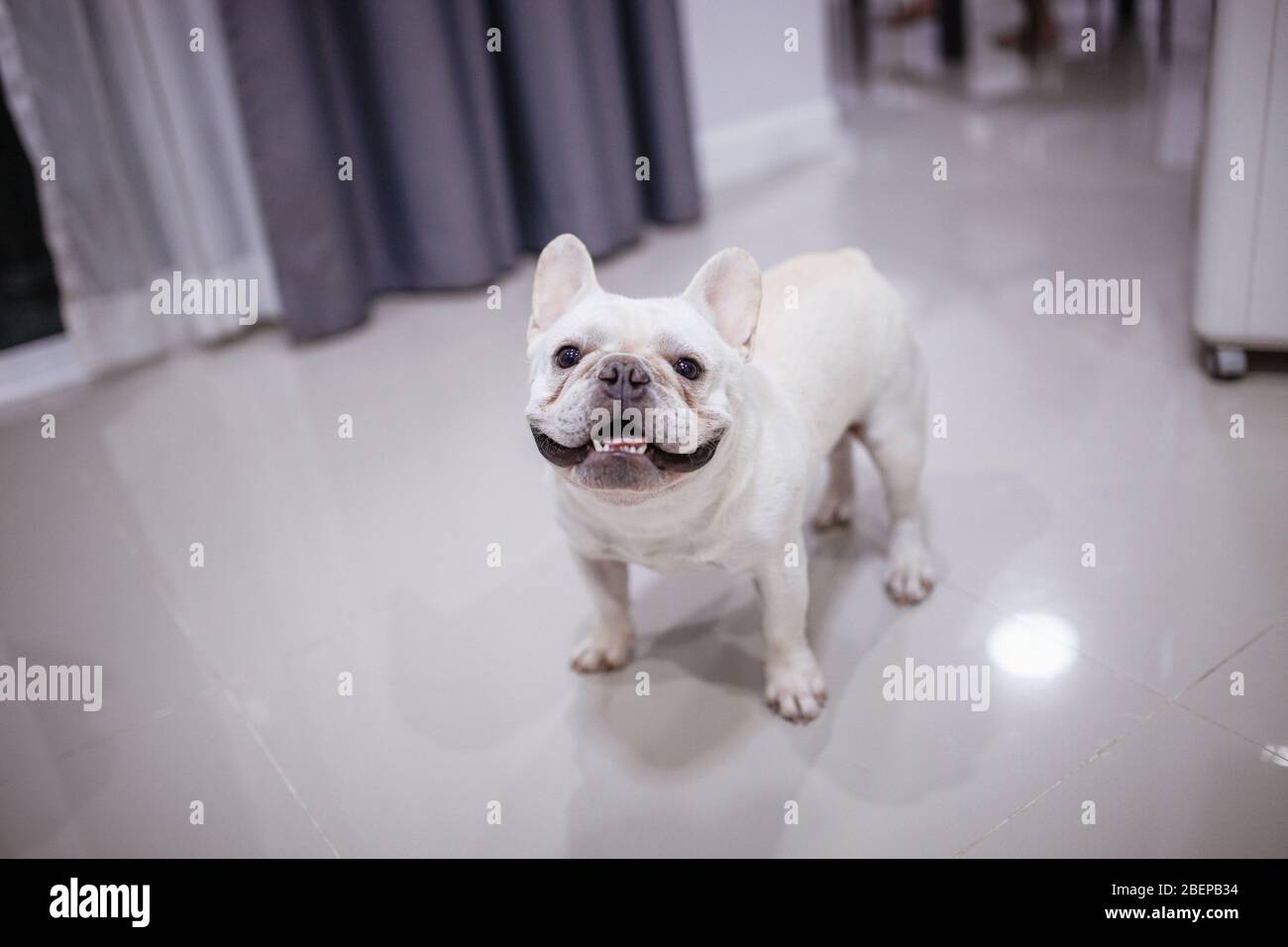 Little frenchie smile and look at camera Stock Photo - Alamy