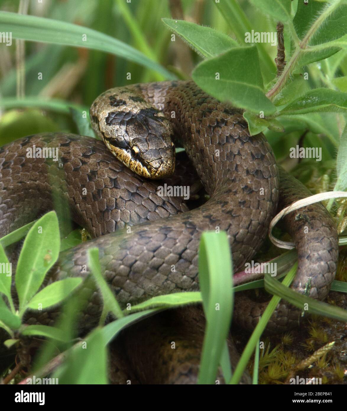 Rare snake hi-res stock photography and images - Alamy