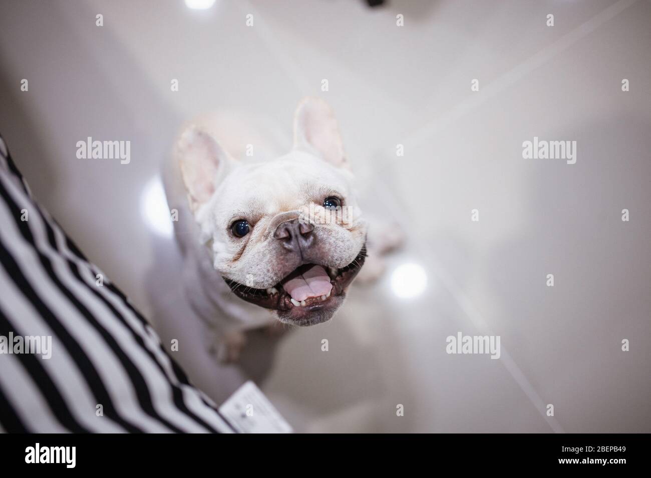 Little frenchie smile and look at camera Stock Photo - Alamy