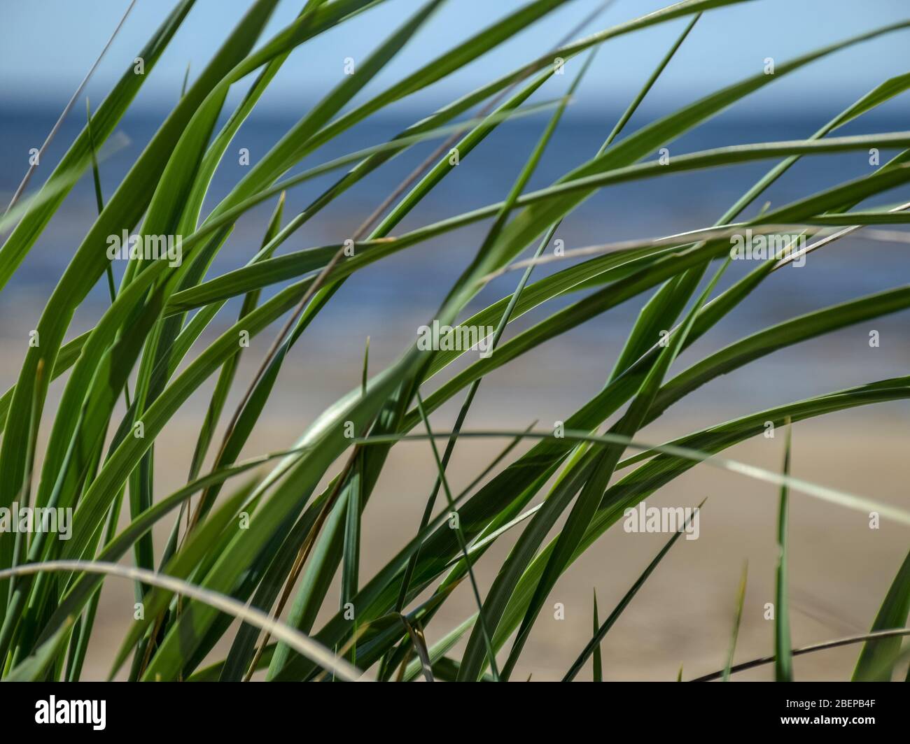 the first green fragments of spring plants on a blurred background ...