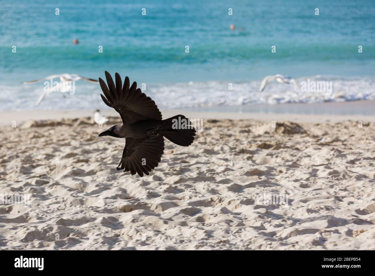 crow flies against the sea Stock Photo - Alamy