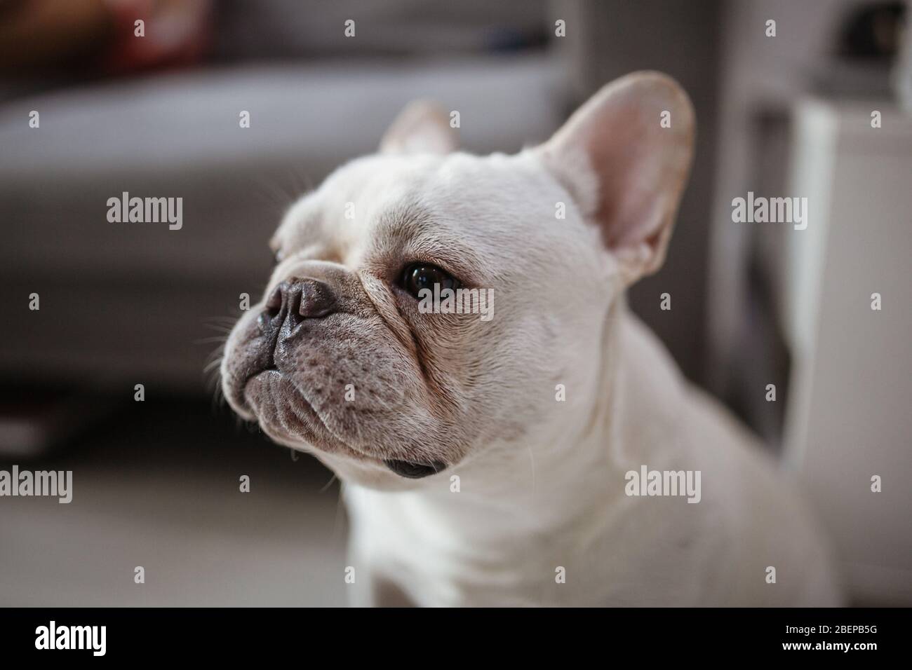 Little frenchie smile and look at camera Stock Photo - Alamy