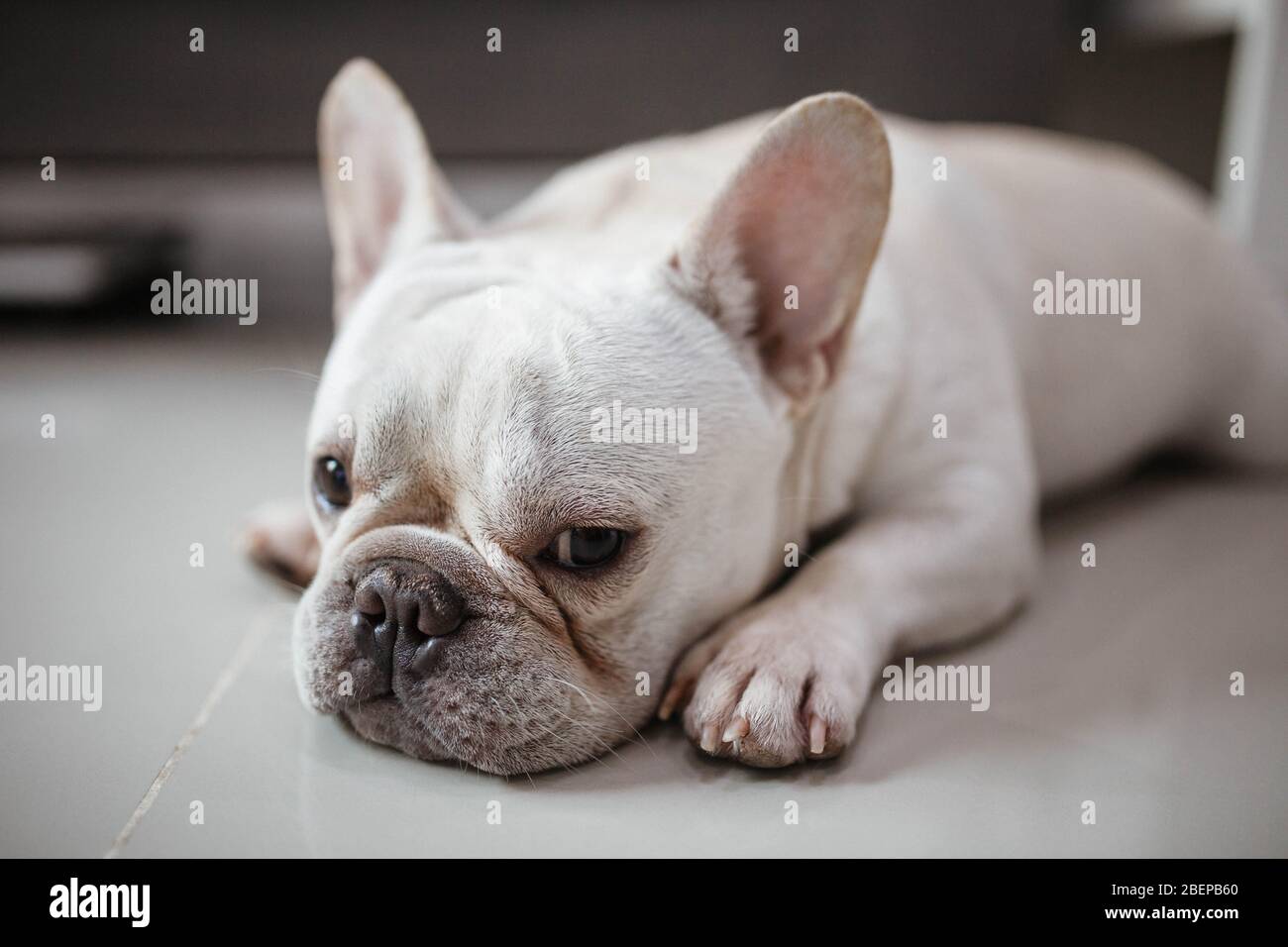Little frenchie smile and look at camera Stock Photo - Alamy
