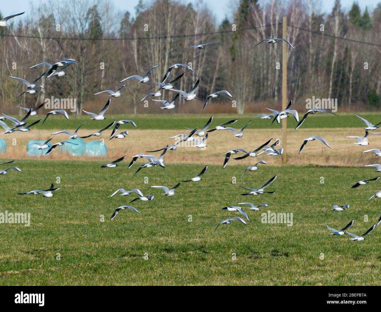 landscape with flying birds on a field background, bird migration Stock ...