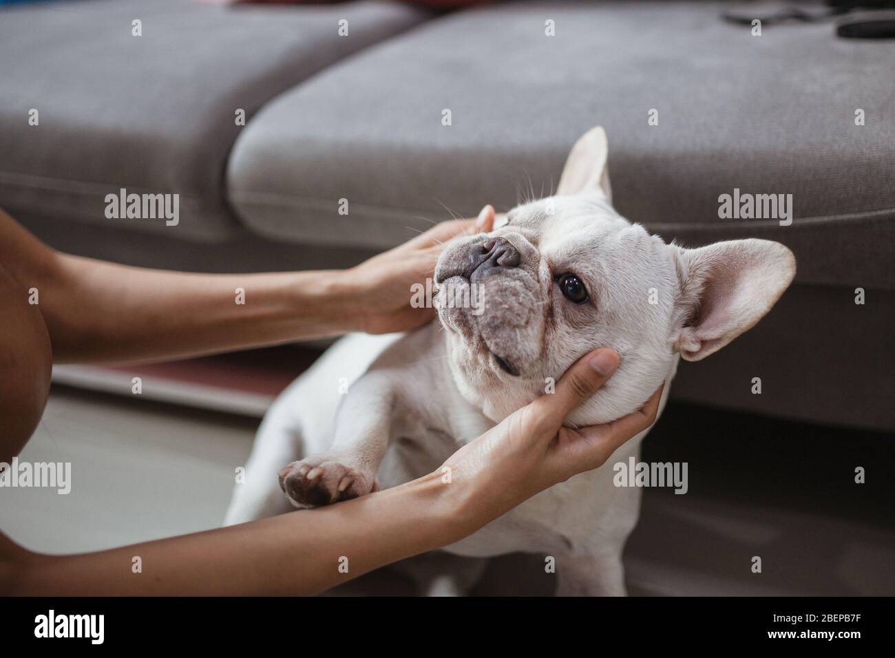 Little frenchie smile and look at camera Stock Photo - Alamy