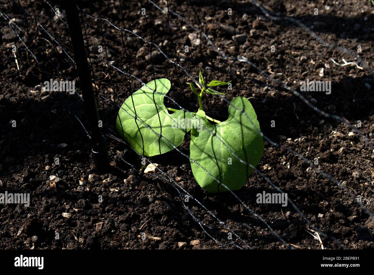 A climbing french bean seedling next to garden netting with two big ...