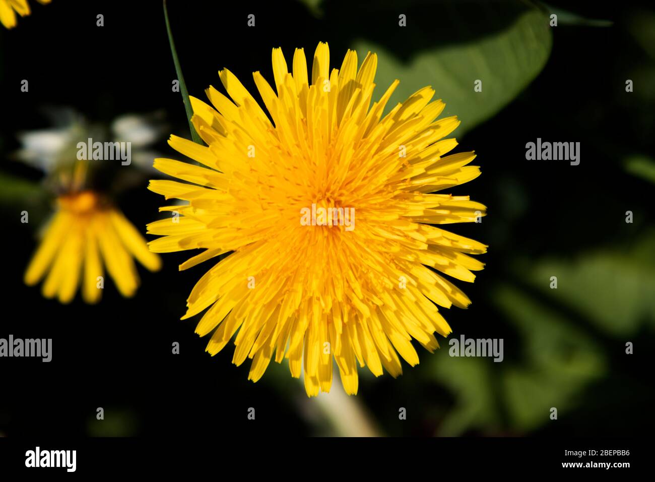 Simple dandelion in full hi-res stock photography and images - Alamy