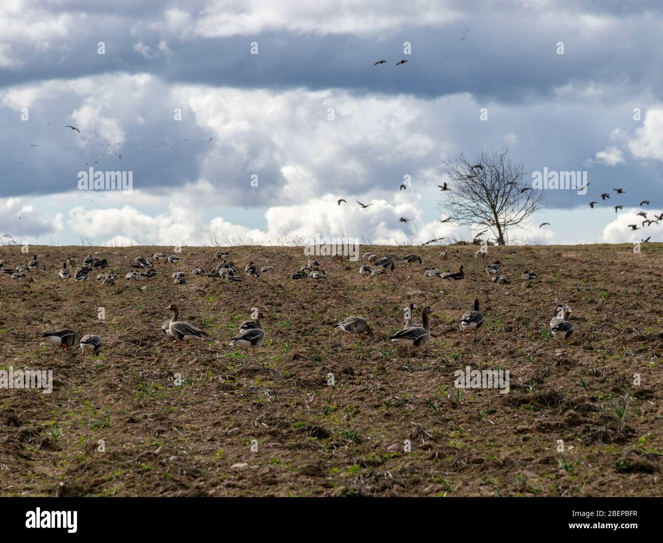 landscape with flying birds on a field background, bird migration Stock ...
