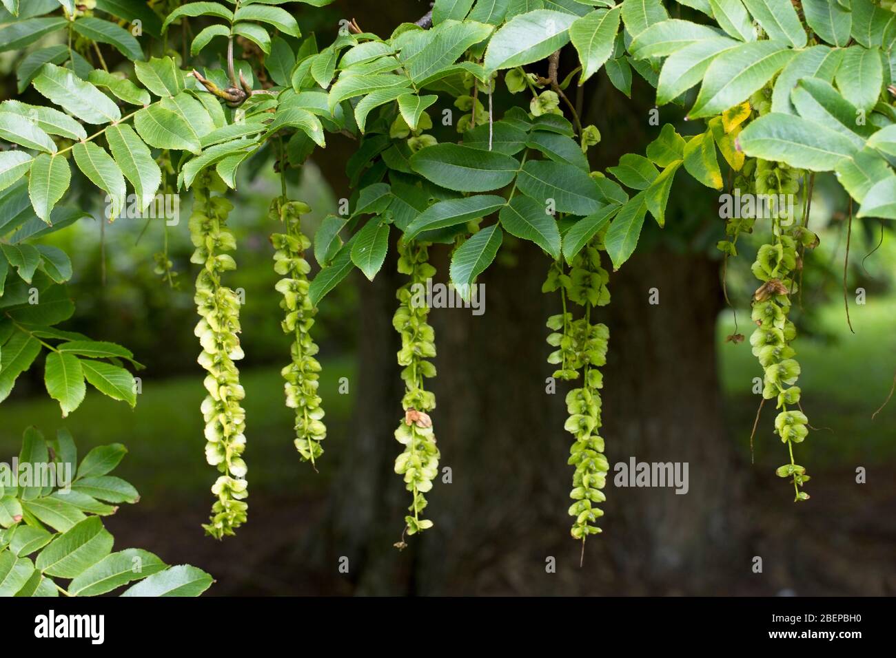 Wingnut hi-res stock photography and images - Alamy