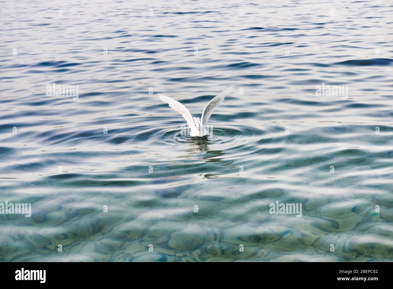 Venetian gull hi-res stock photography and images - Alamy