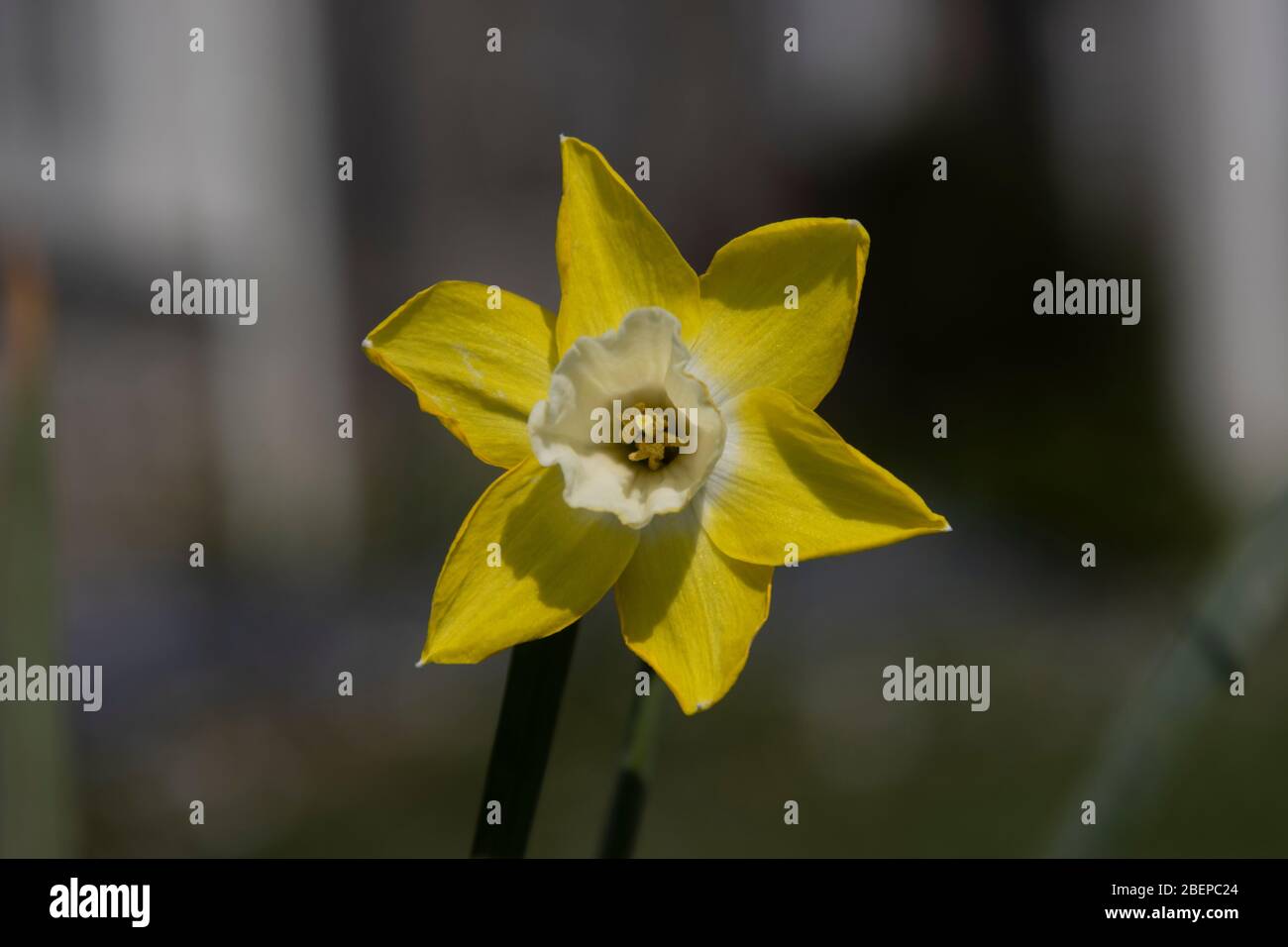 White daffodil with yellow centre hi-res stock photography and images ...