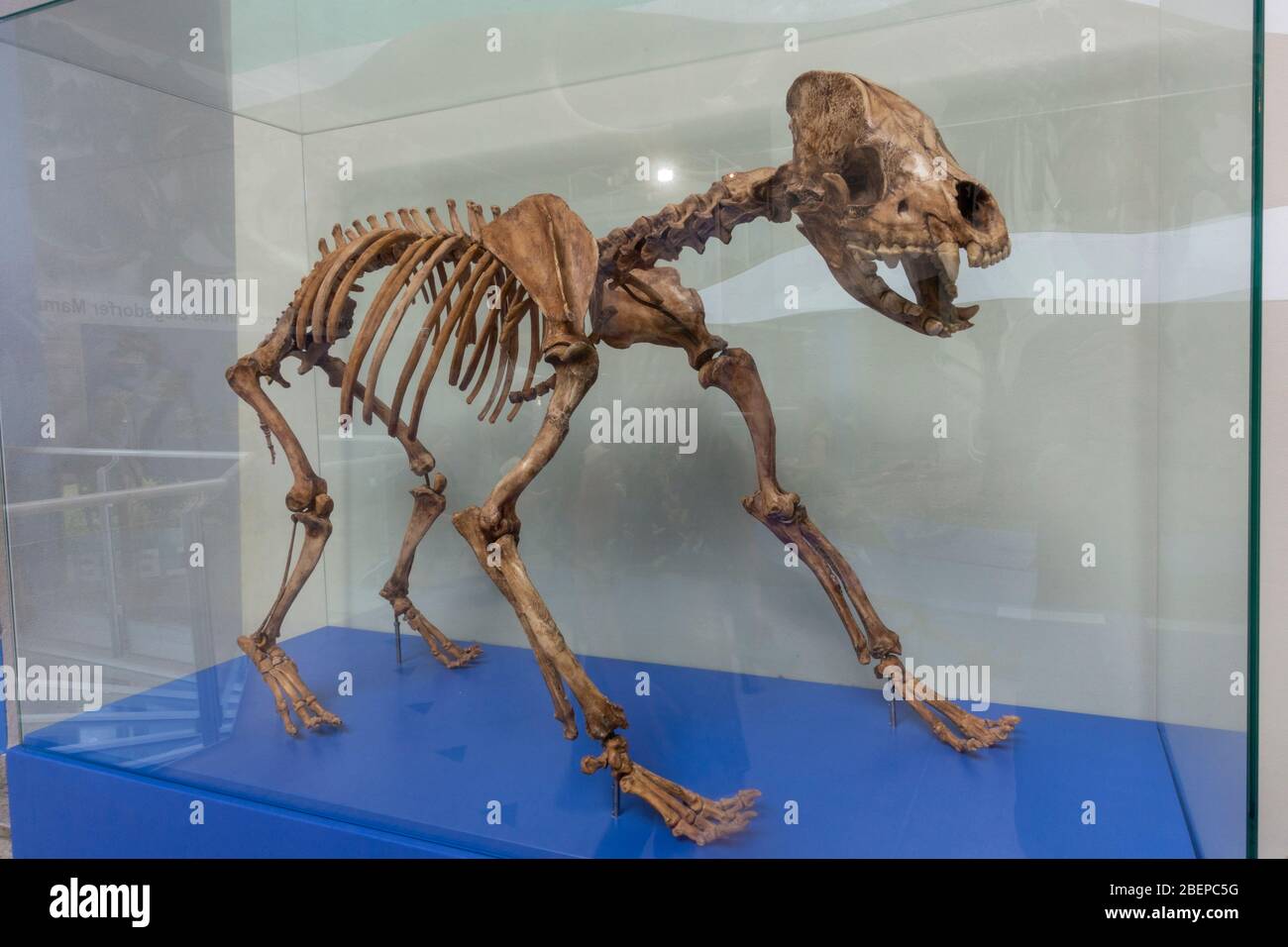 Cave hyena hi-res stock photography and images - Alamy